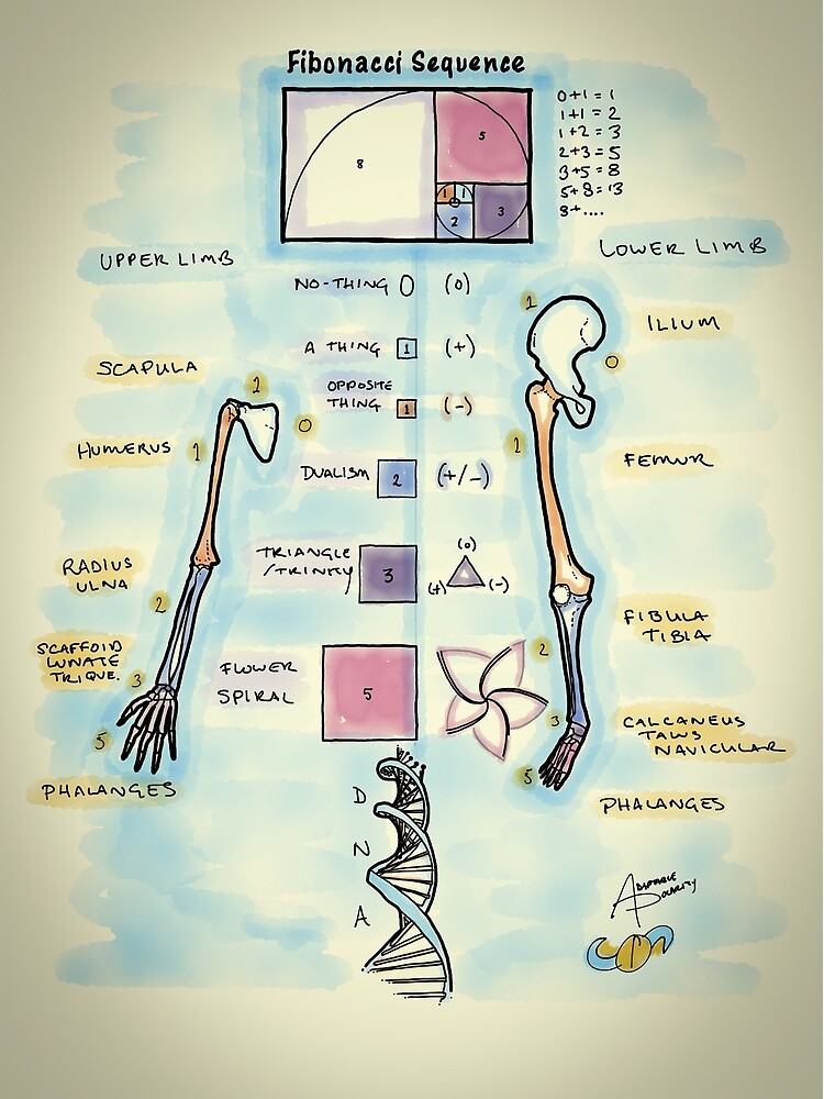 "Human Fibonacci Sequence" Poster for Sale by AdaptablePolar | Redbubble