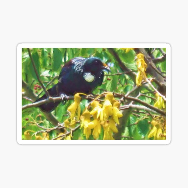 "Tui with Kowhai" Sticker for Sale by Kapiticoast | Redbubble