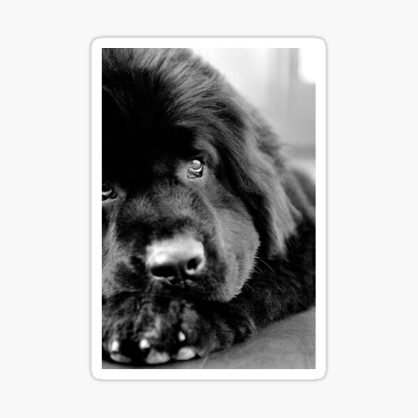 Macie Gifts & Merchandise for Sale | Redbubble