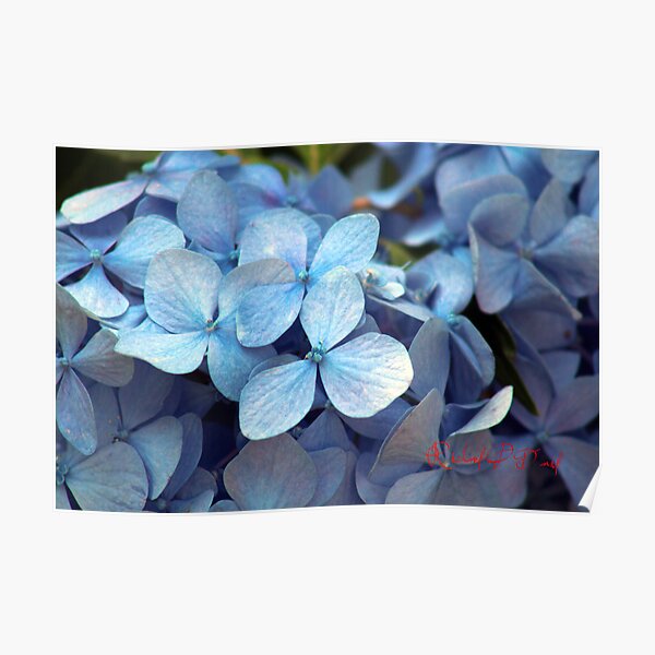 "Blue Hydrangea (Hydrangea macrophylla)" Poster for Sale by rpdavid ...