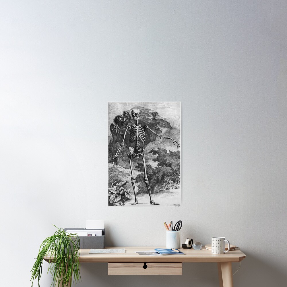 "Albinus Skeleton Human Anatomy Vintage Ecorche Engraving Spooky ...