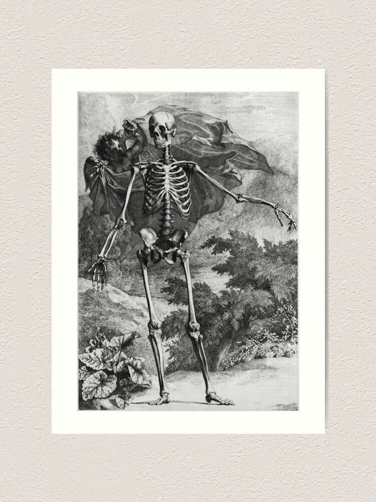 "Albinus Skeleton Human Anatomy Vintage Ecorche Engraving Spooky ...