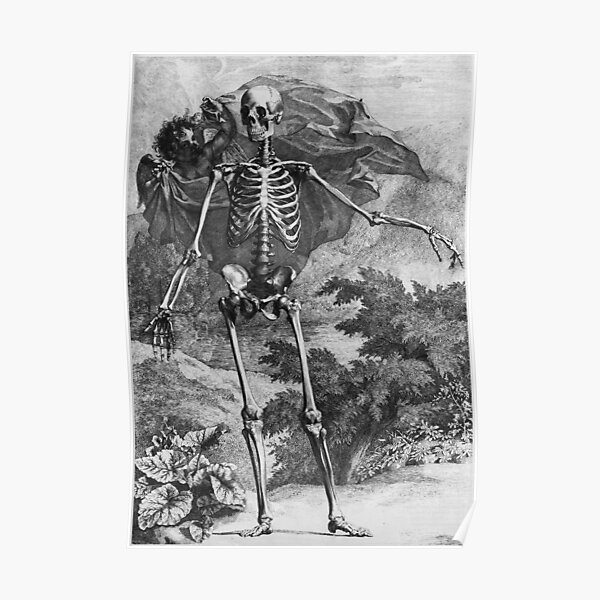 "Albinus Skeleton Human Anatomy Vintage Ecorche Engraving Spooky ...