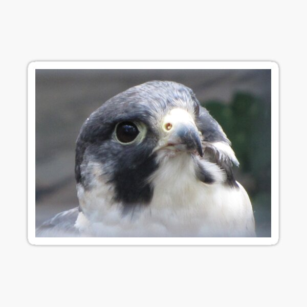 "Peregrine Falcon" Sticker for Sale by jackiepopp | Redbubble