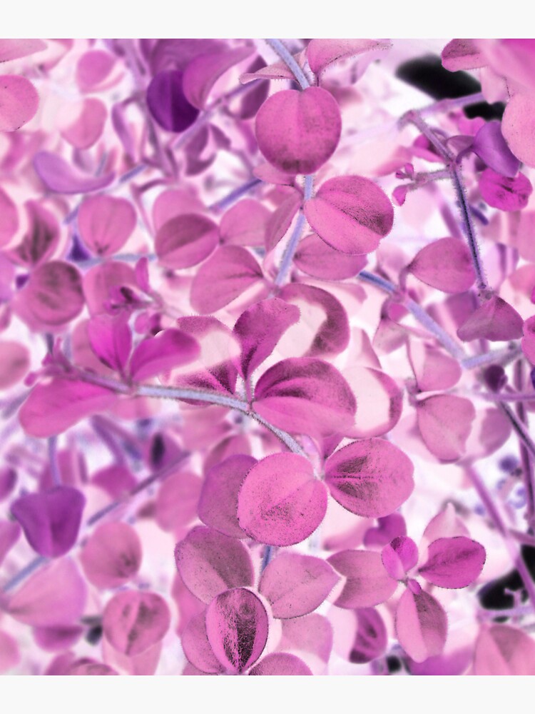 "Pink Creeping Vine Plant" Sticker by ckylin | Redbubble
