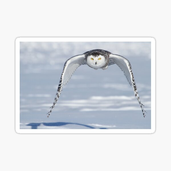 "Determined" Sticker for Sale by locustgirl | Redbubble