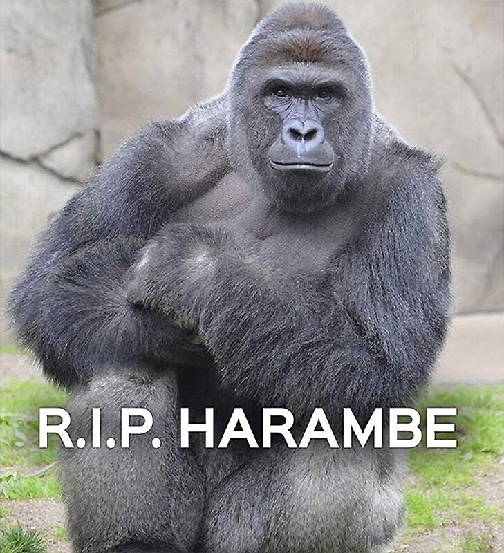 Harambe: Posters | Redbubble