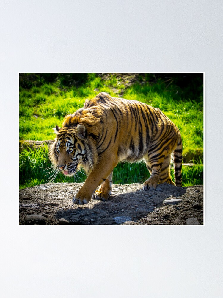 "Sumatran Tiger" Poster by RandyHume | Redbubble