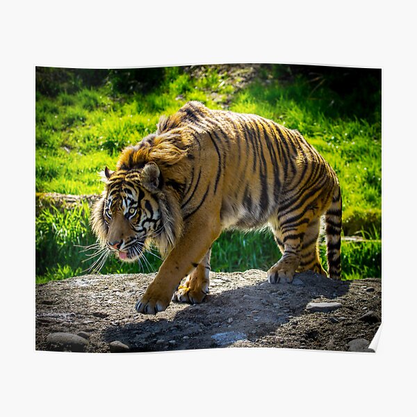 "Sumatran Tiger" Poster by RandyHume | Redbubble