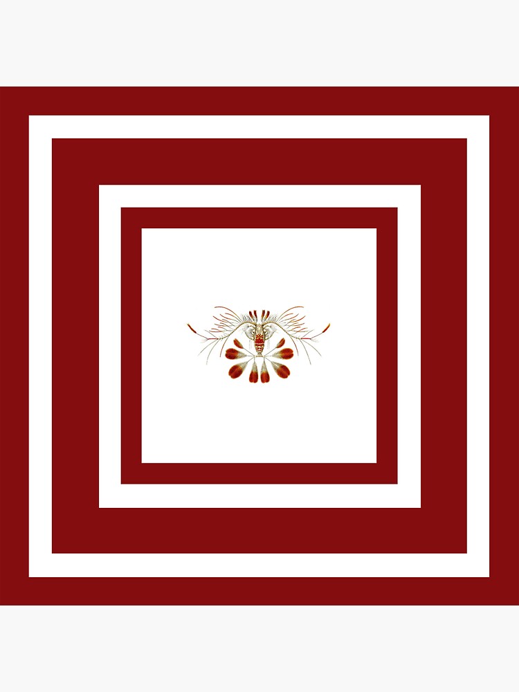 "Copepod (Calocalanus_pavo) SciArt by Ernst Haeckel 01" Sticker for ...