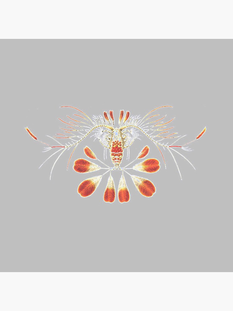 "Copepod (Calocalanus pavo) SciArt by Ernst Haeckel 02" Sticker for ...