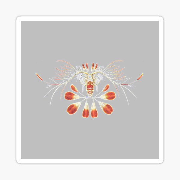 "Copepod (Calocalanus pavo) SciArt by Ernst Haeckel 02" Sticker for ...