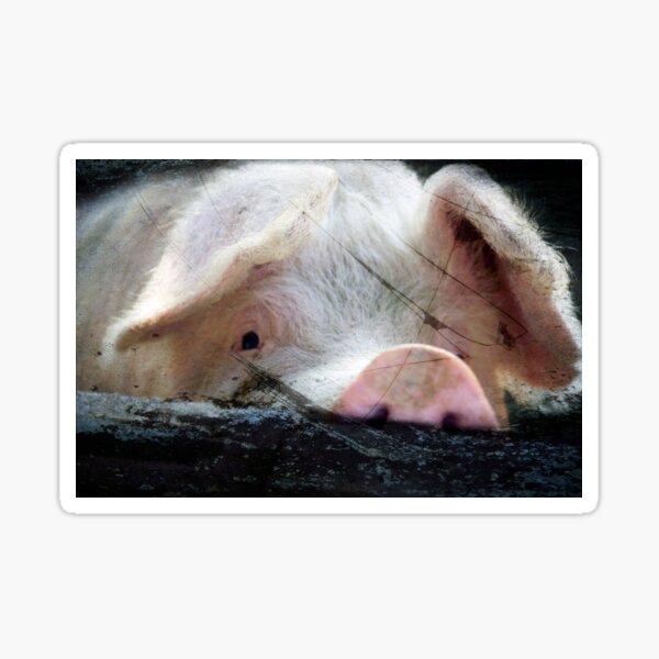 "Peeking Pig" Sticker by colinsart | Redbubble