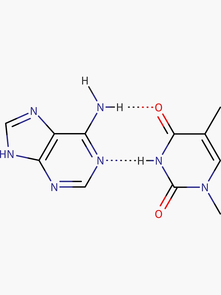Adenine Thymine Hydrogen Bond Chemical Structure Sticker For Sale By Gurnarok Redbubble