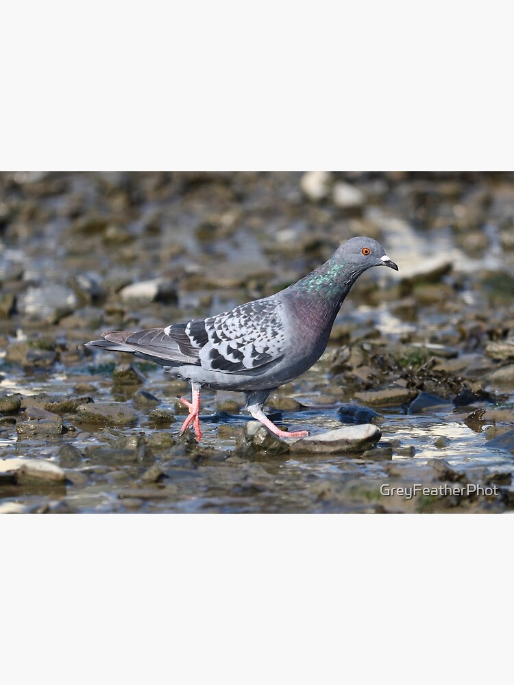 "Pigeon strut" Poster for Sale by GreyFeatherPhot | Redbubble