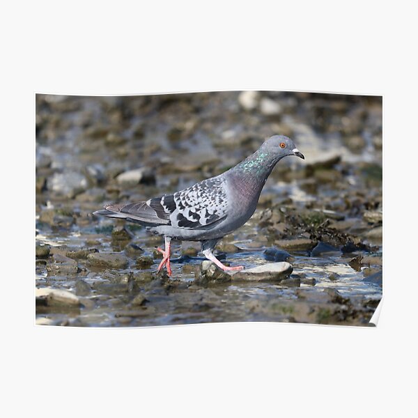 "Pigeon strut" Poster for Sale by GreyFeatherPhot | Redbubble