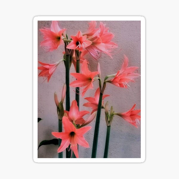 "April Lily flowers" Sticker by ALittleFlower | Redbubble