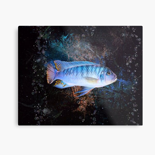 Lámina metálica «Un retrato acuático de cíclidos africanos de cebra ...