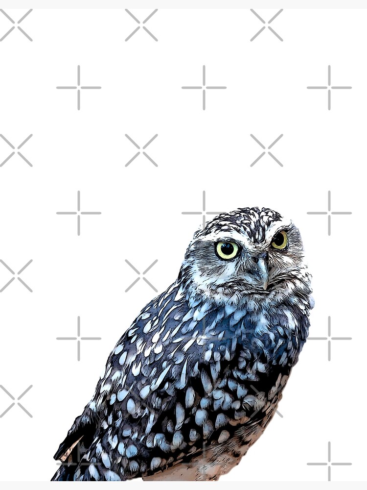 "little owl, also known as the owl of Minerva, is a bird that inhabits ...