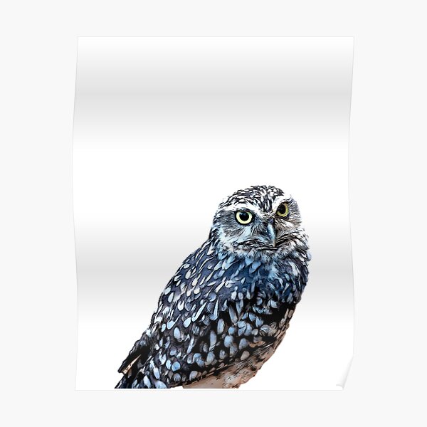 "little owl, also known as the owl of Minerva, is a bird that inhabits ...