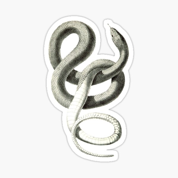 "Dark Academia Snake" Sticker for Sale by figues | Redbubble