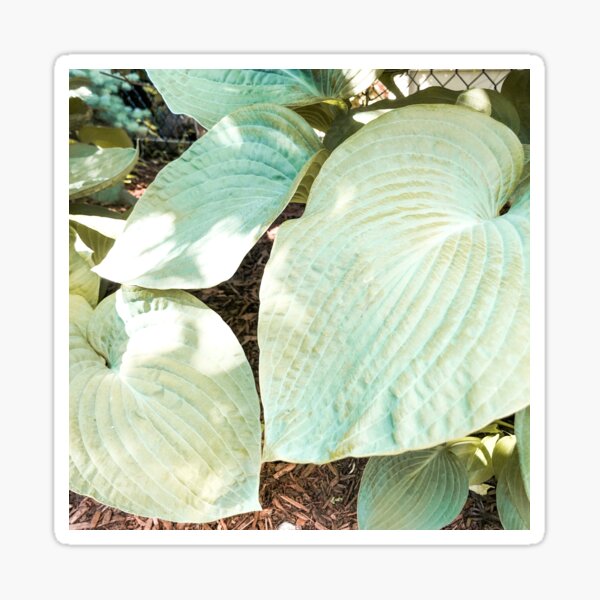 "Big Green Leaves Summer Plants" Sticker for Sale by AlexandraStr ...