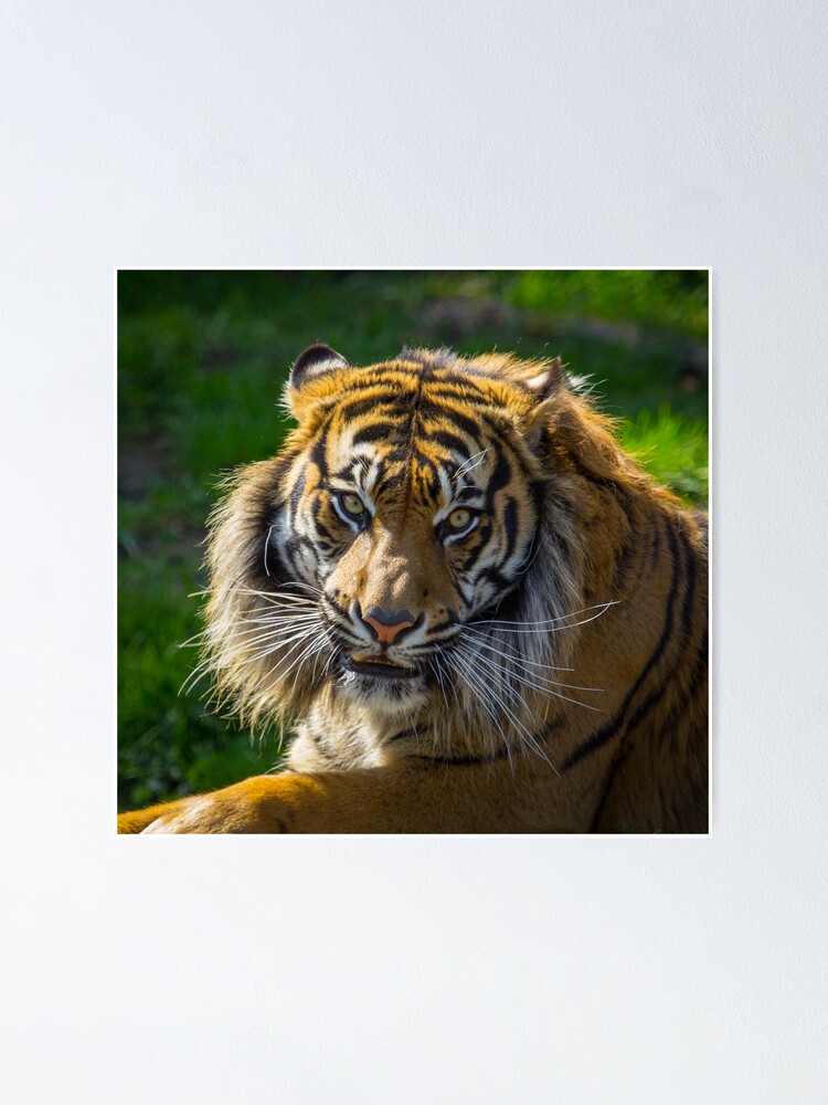 "Sumatran Tiger" Poster for Sale by RandyHume | Redbubble