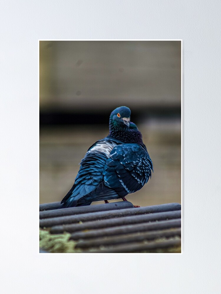 "Pigeon" Poster by Greeklondoner | Redbubble