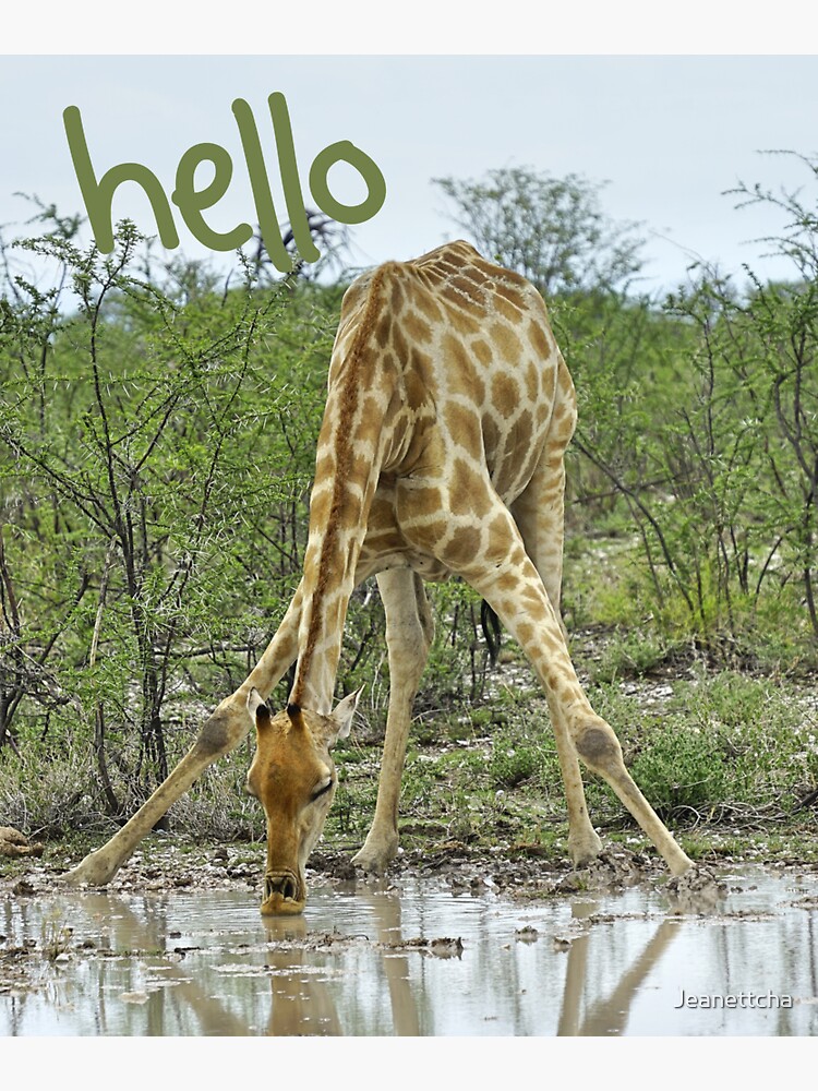 "Hello Giraffe" Sticker for Sale by Jeanettcha | Redbubble