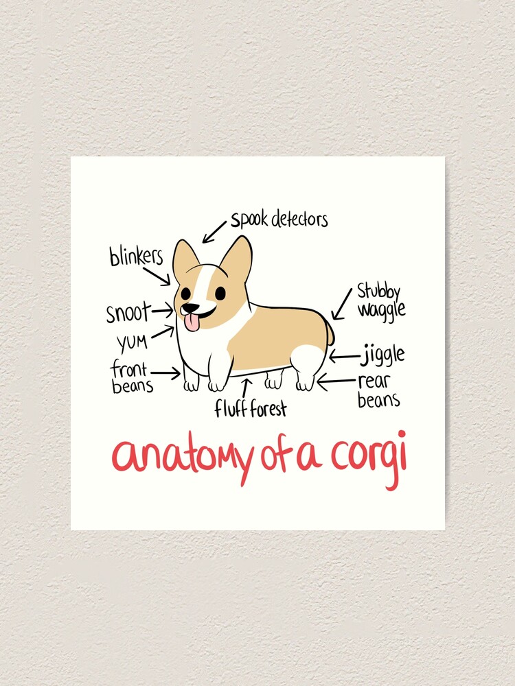 "Anatomy of a Corgi" Art Print for Sale by alyssadyerart | Redbubble