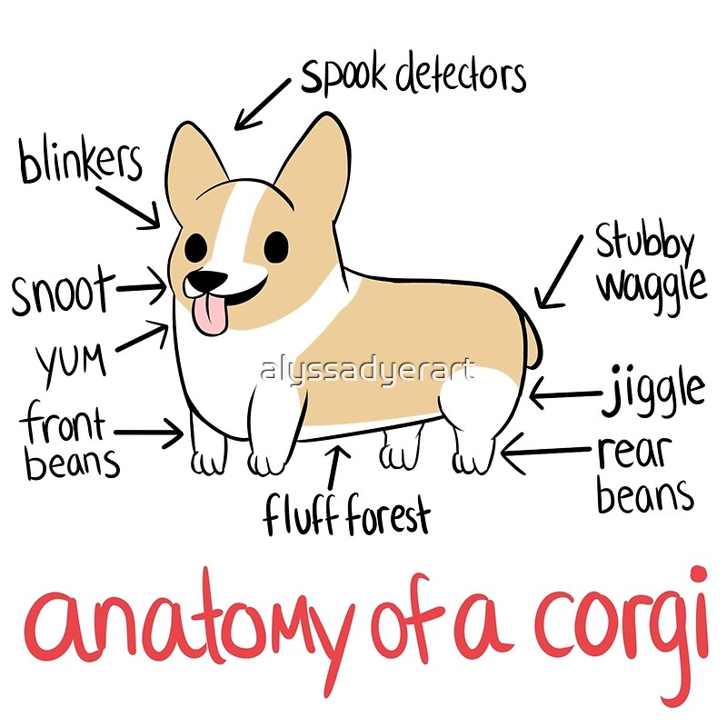 "Anatomy of a Corgi" by alyssadyerart | Redbubble