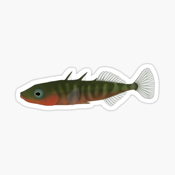 Sticklebacks Gifts & Merchandise | Redbubble