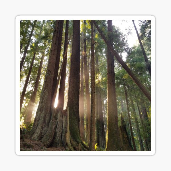 "Tree Cathedral" Sticker for Sale by Johnmichaelart | Redbubble