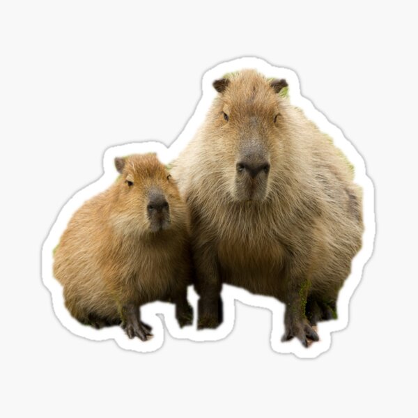"Capybara Mom & Baby" Sticker by myuniquepet | Redbubble