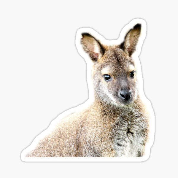 "Cute Wallaby" Sticker for Sale by myuniquepet | Redbubble