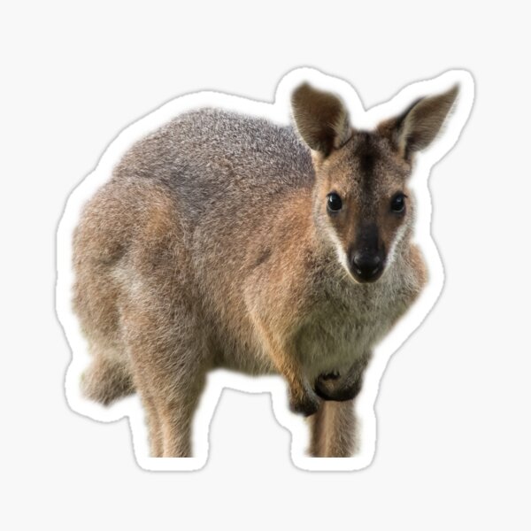 "Wallaby" Sticker for Sale by myuniquepet | Redbubble