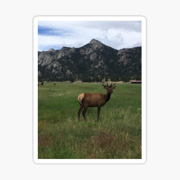 "Curious Bull Elk" Sticker for Sale by AtomicAgeCO | Redbubble