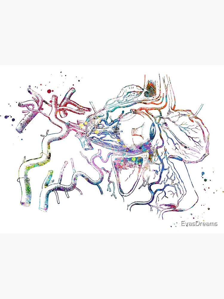 Póster «Anatomía de las arterias del ojo humano» de EvasDreams | Redbubble