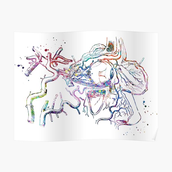 Póster «Anatomía de las arterias del ojo humano» de EvasDreams | Redbubble