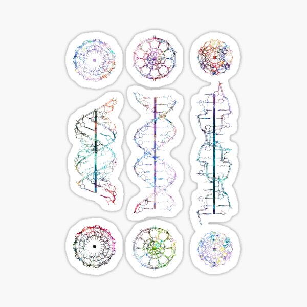 "DNA Helix Conformation" Sticker for Sale by EvasDreams | Redbubble