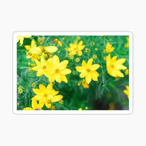 "Yellow Flowers" Sticker for Sale by SavvyyuArt | Redbubble