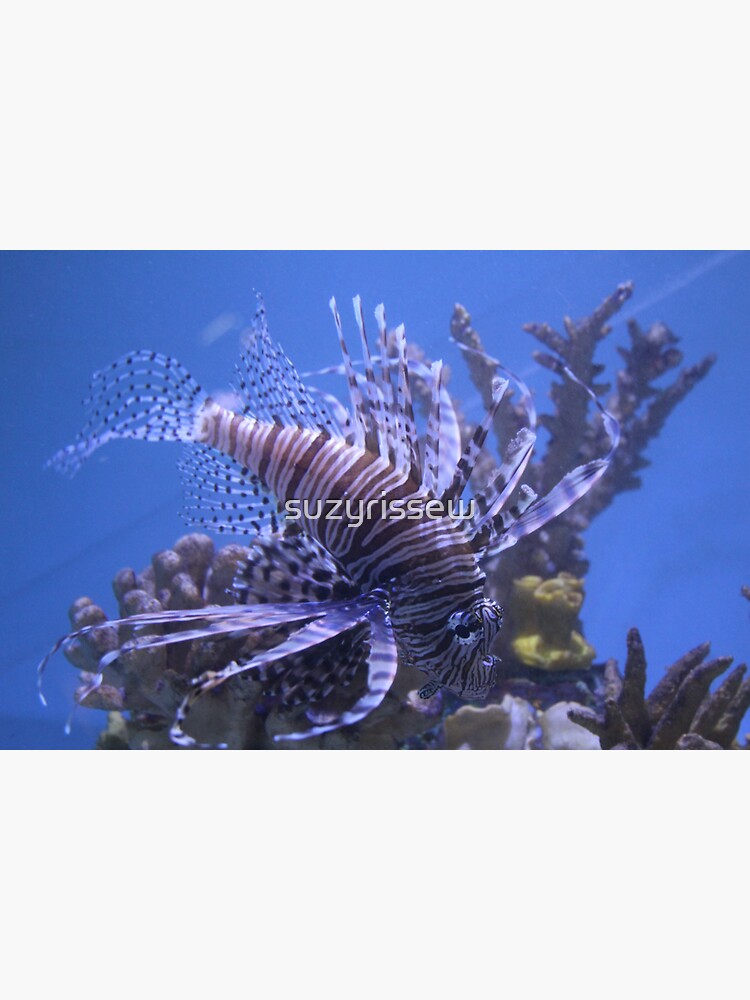 "LionFish" Sticker for Sale by suzyrissew | Redbubble