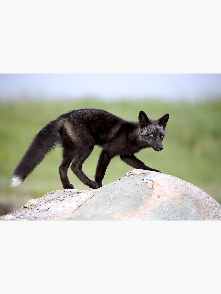 "Silver Fox Kit" Poster by mlorenz | Redbubble