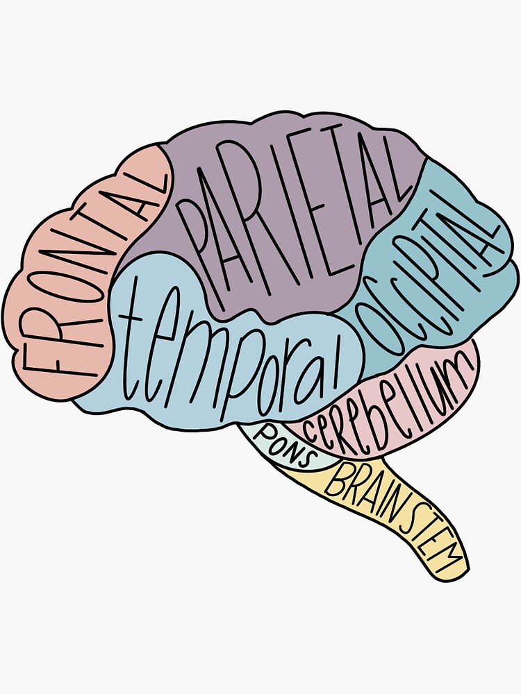 "Brain Lobes " Sticker for Sale by dil-emmas | Redbubble