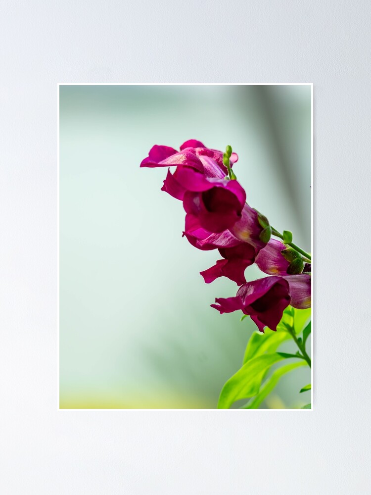 Poster « motif de fleurs rouges de fleur de belle nature. Gros plan de ...