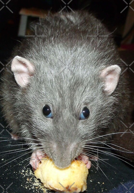 "blue Dumbo rat" by mindgoop | Redbubble
