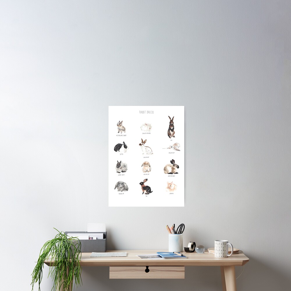 "Rabbit Breeds" Poster for Sale by amandaupp | Redbubble