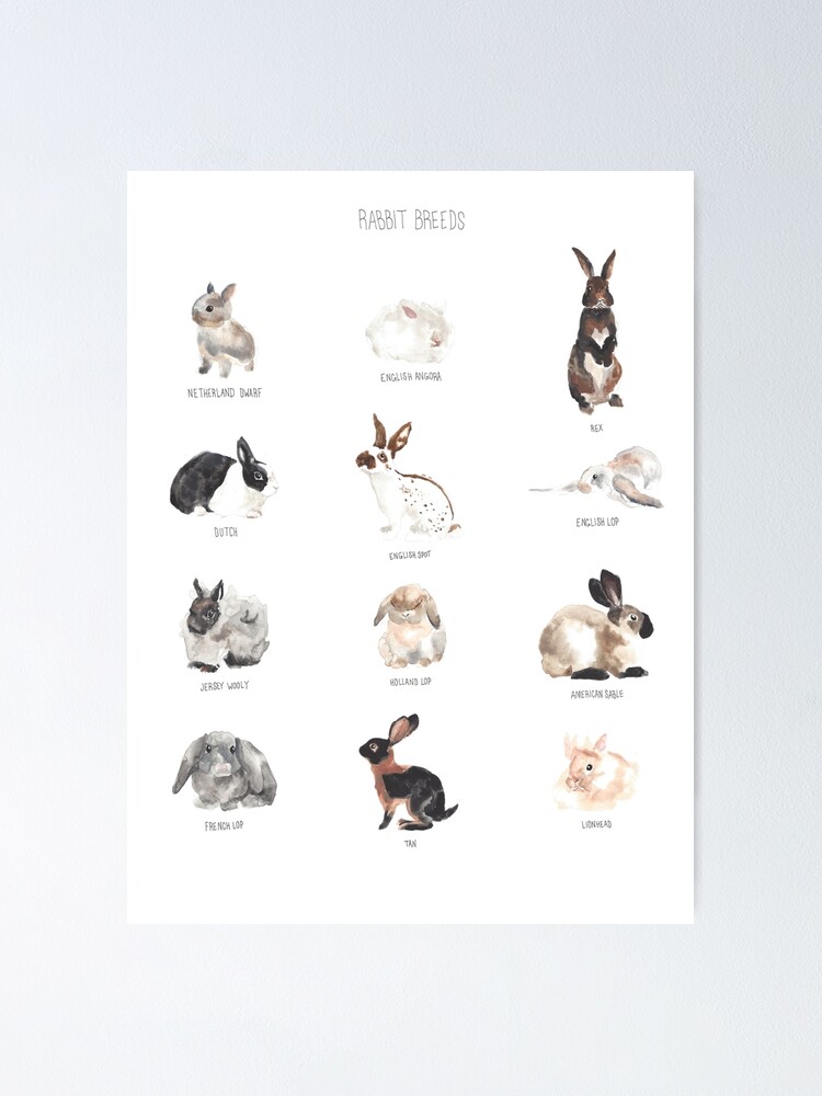 "Rabbit Breeds" Poster for Sale by Amanda Tank | Redbubble