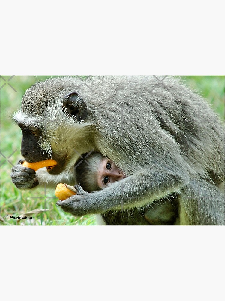 "GROWN-UPS ALWAYS GETS THE BEST - Vervet Monkey, (CERCOPITHECUS ...
