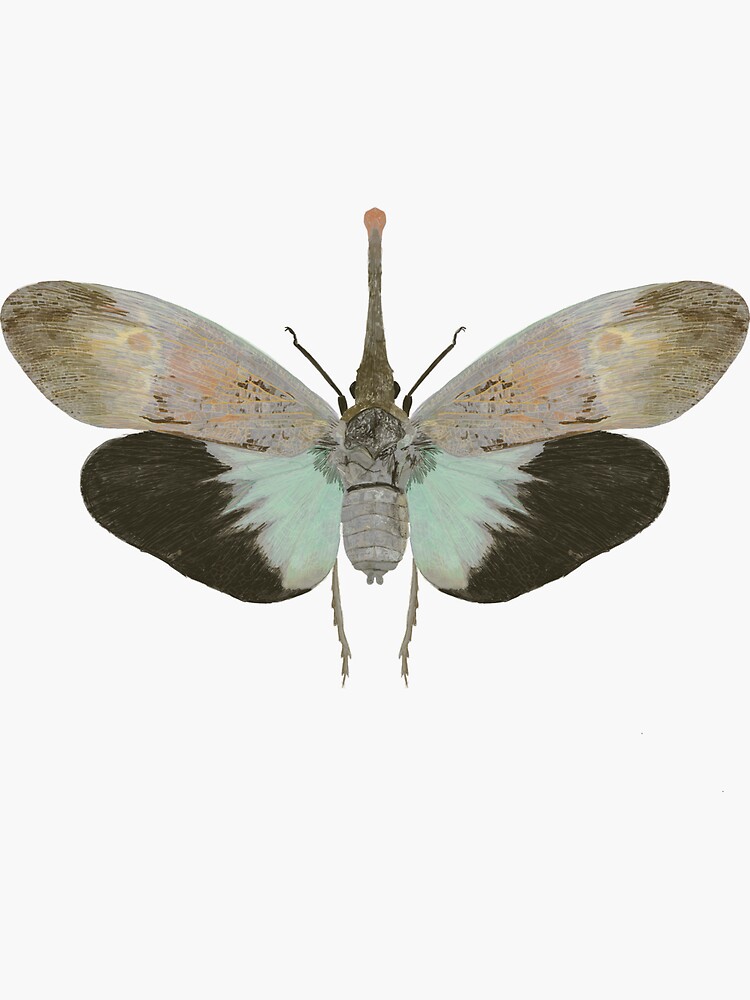 "Malaysian Plant Hopper (Pyrops pyrorhyncha)" Sticker for Sale by ...